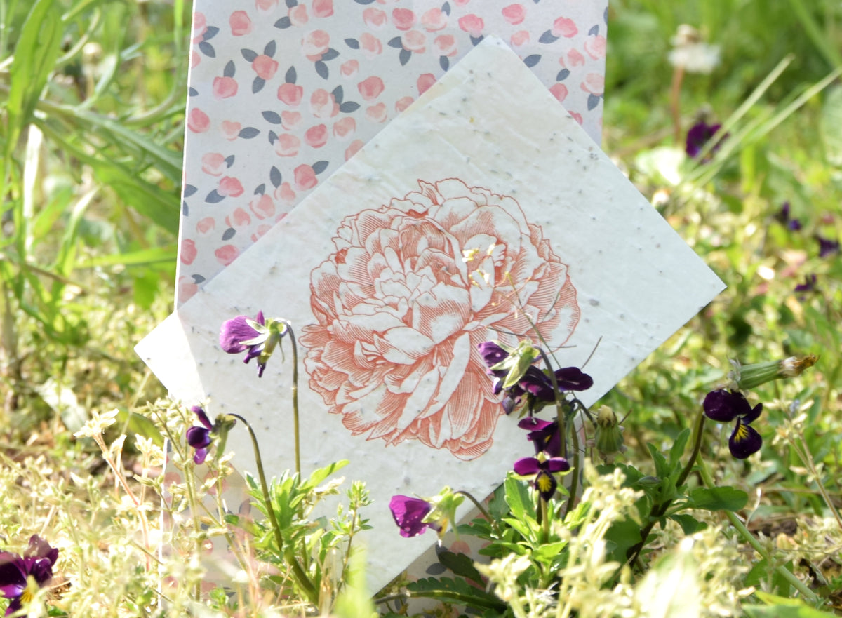 Découvrez le Growing Paper ! – Olly